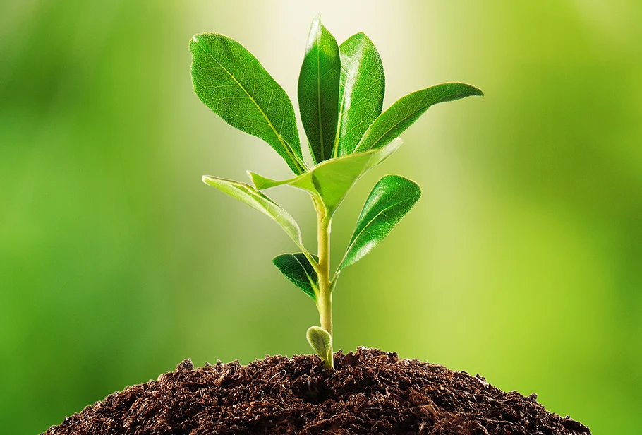 Photosynthesis And Cellular Respiration Photosynthesis And Cellular Respiration